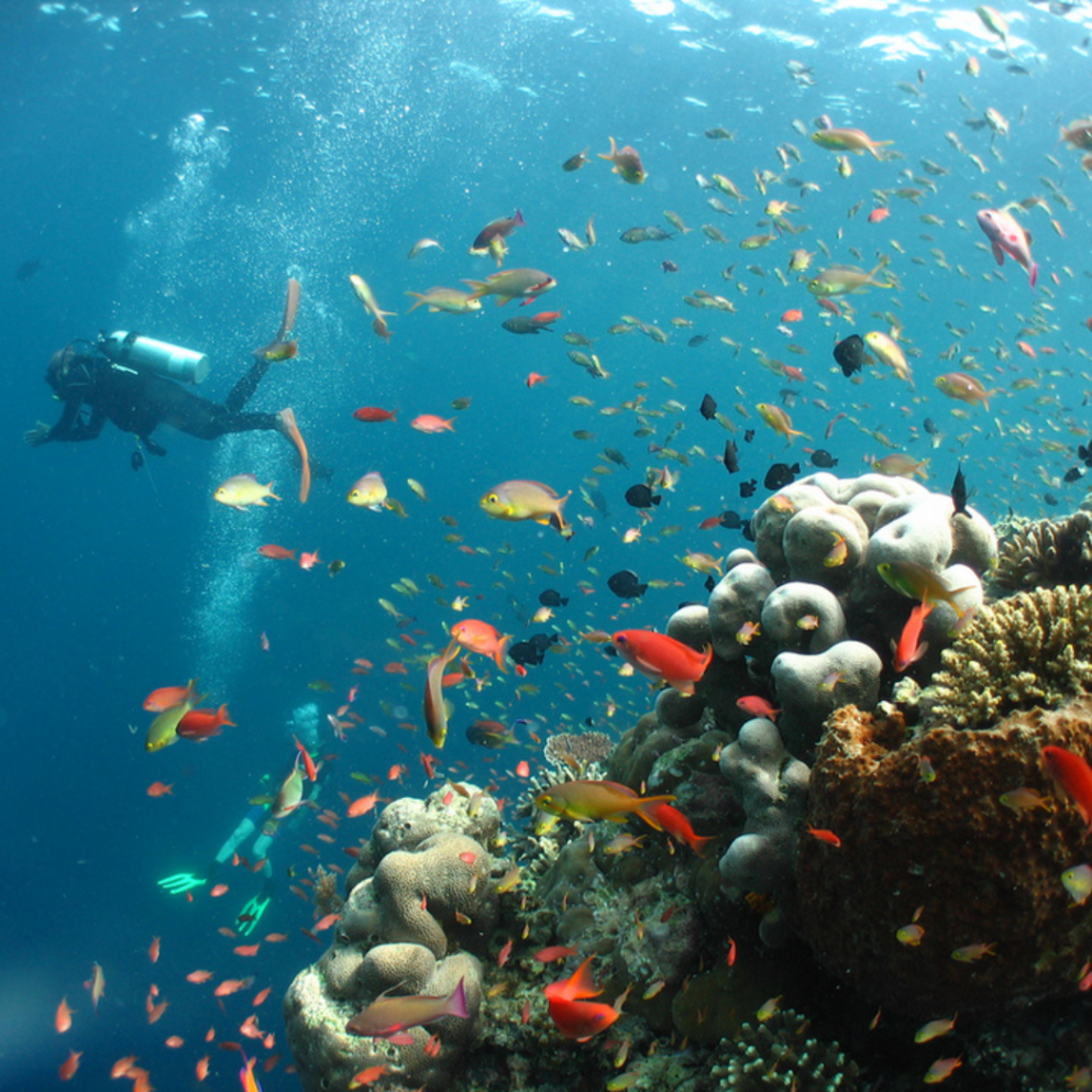 Discover Marine Park Spots in Tioman Islands - SGJB Taxis